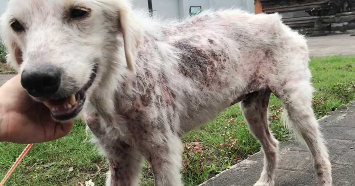 ‘He was beyond putrid.’: Neglected dog with multiple infections ...
