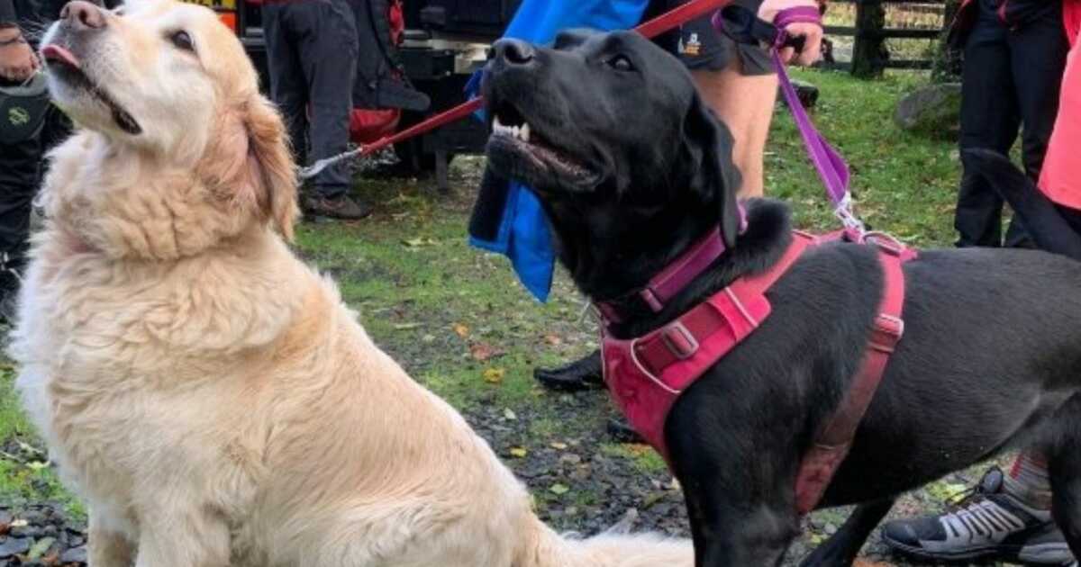 Heroic Dogs Team Up To Save 71-Year-Old Dad Who Collapsed Mid-Hike ...