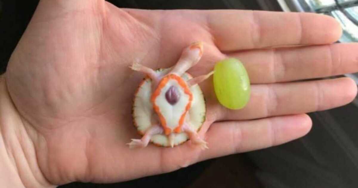 ‘Every life matters, no matter how big or small.’: Teeny turtle with ...
